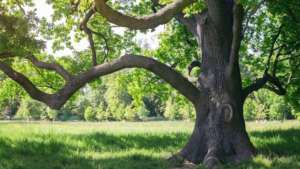 BS5837 tree surveys & reports for planning by Apex Environmental